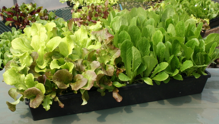 Mischlers Florist :: Williamsville flower shop:: New York Florist